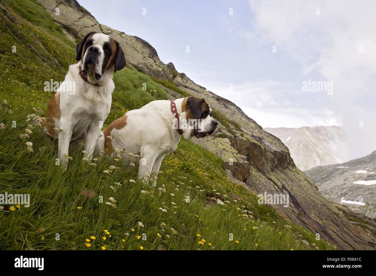 Saint bernarddog or saint bernards dogs hi-res stock photography and images - Alamy