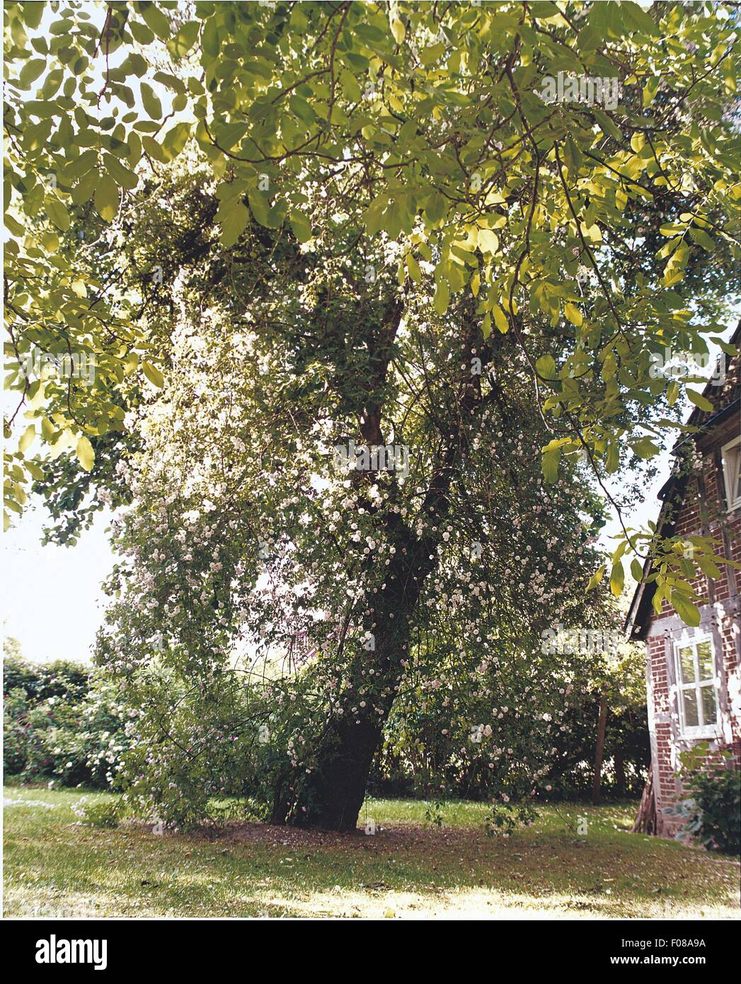 Rambling Rose and apple tree in garden Stock Photo - Alamy