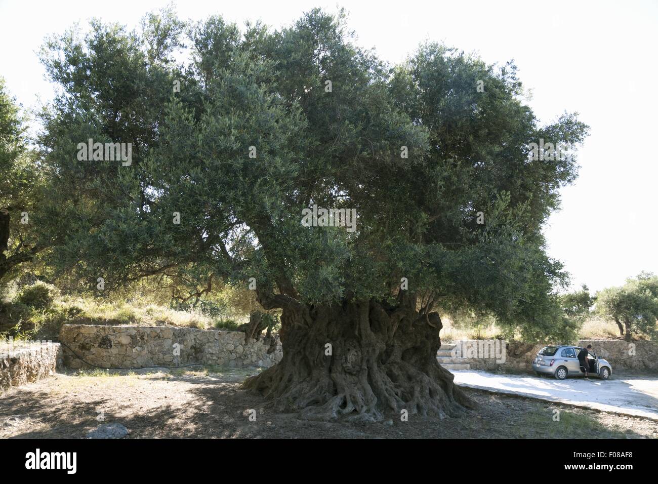 View of old olive tree in crete hi-res stock photography and images - Alamy