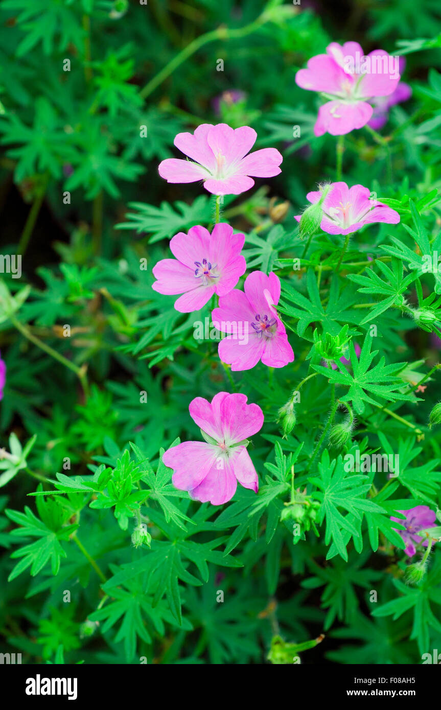 Blood red cranesbill geranium hi-res stock photography and images - Alamy