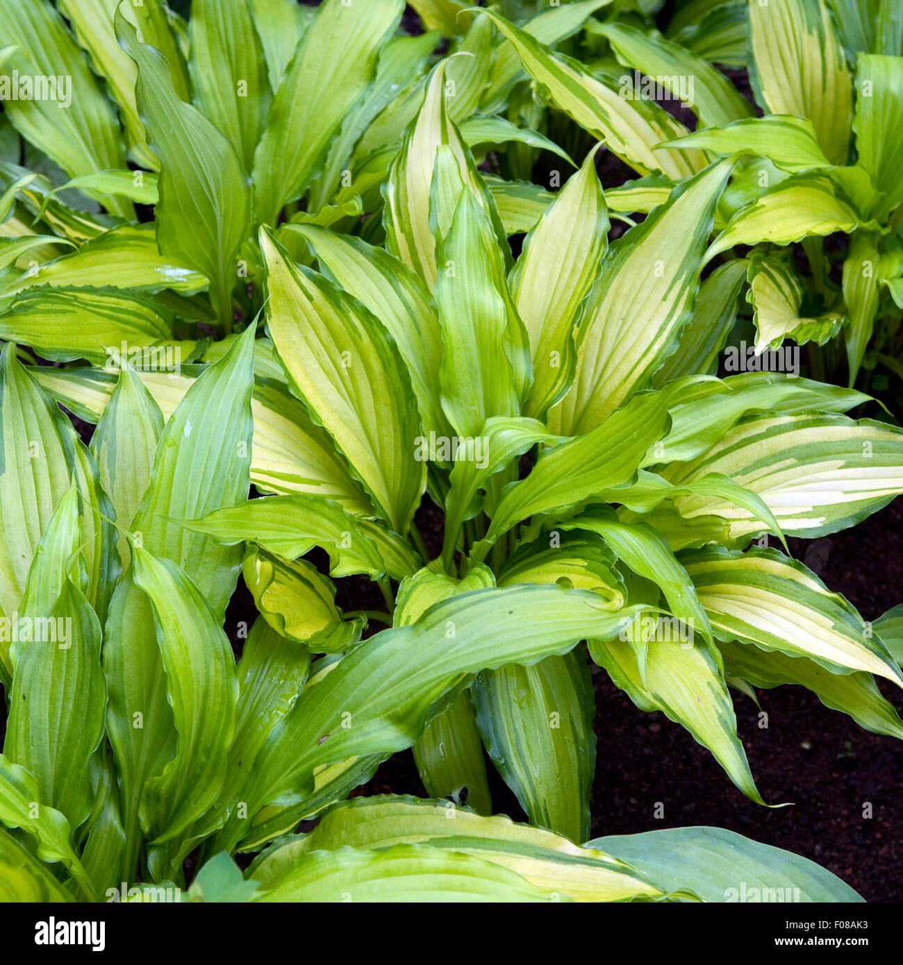 Funkie, Hosta, Hosta-Hybride, Spritzer Stock Photo - Alamy