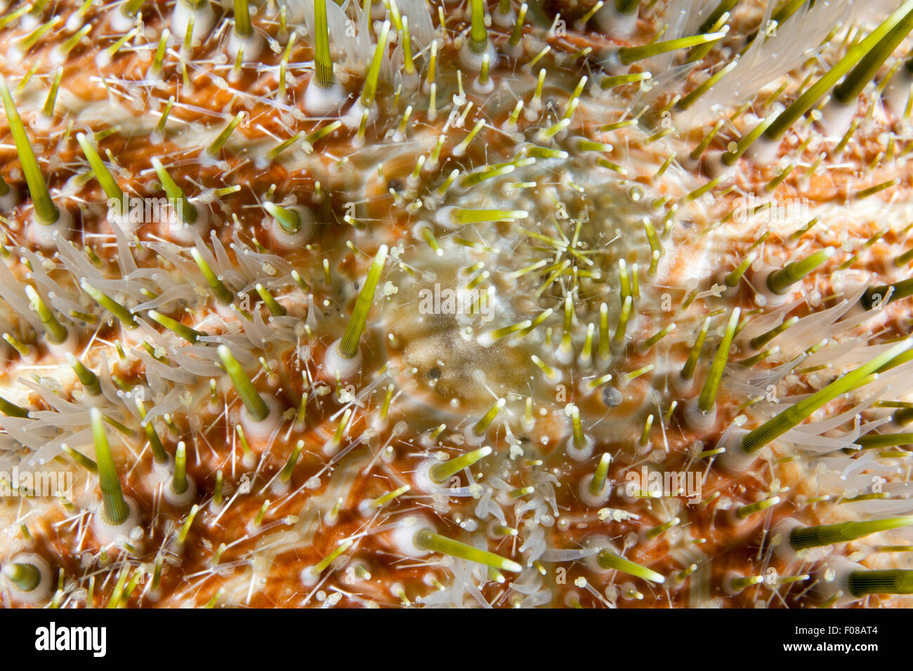 Stings of Melon Sea Urchin, Echinus melo, Ponza, Italy Stock Photo - Alamy