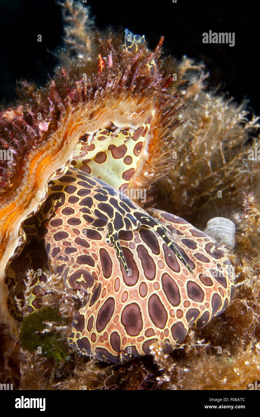 Hairy Triton, Cymatium parthenopeum, Ponza, Italy Stock Photo - Alamy