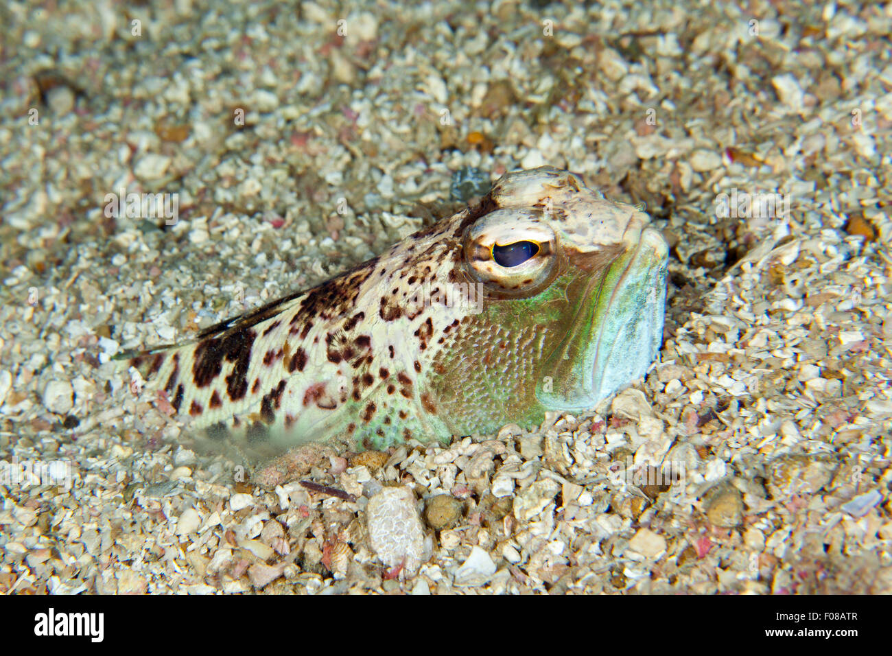 Spotted weever hi-res stock photography and images - Alamy