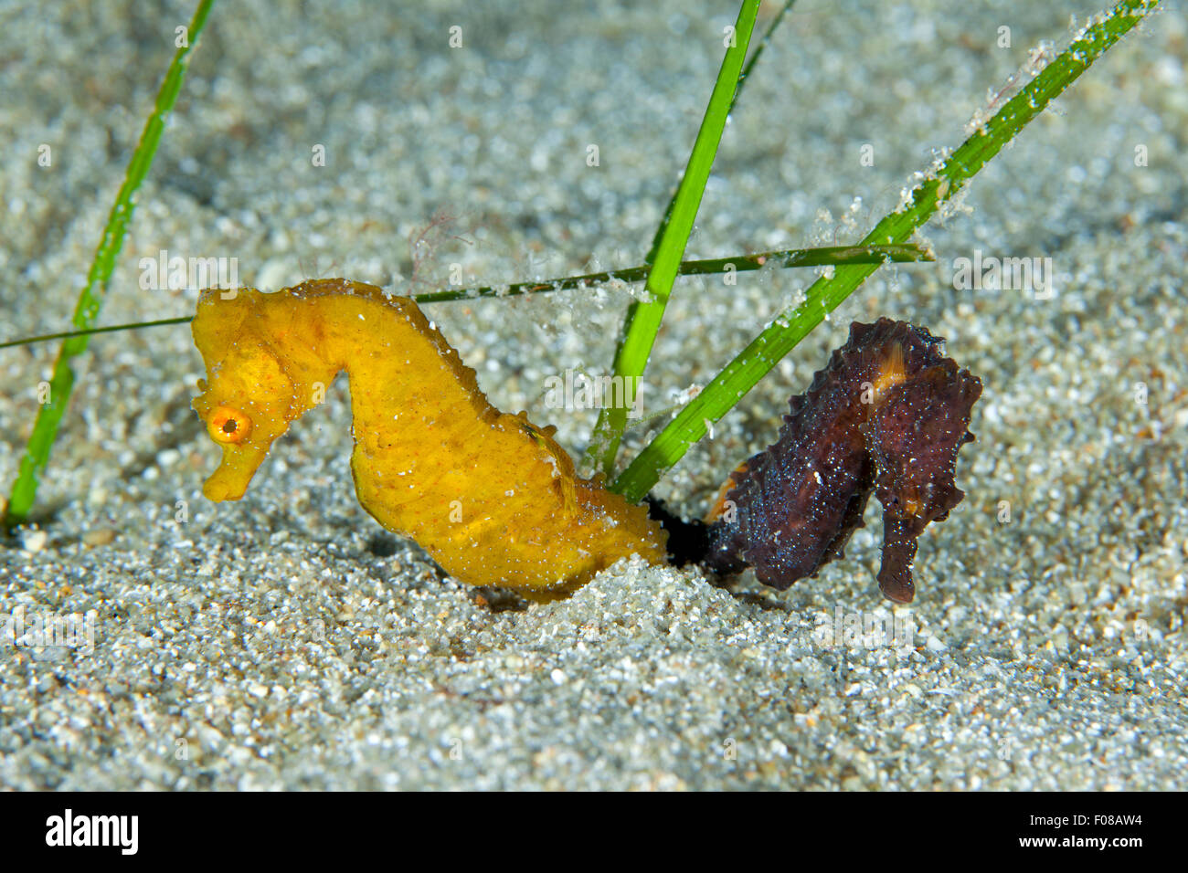 Two Short-snouted Seahorse, Hippocampus hippocampus, Ponza, Italy Stock ...