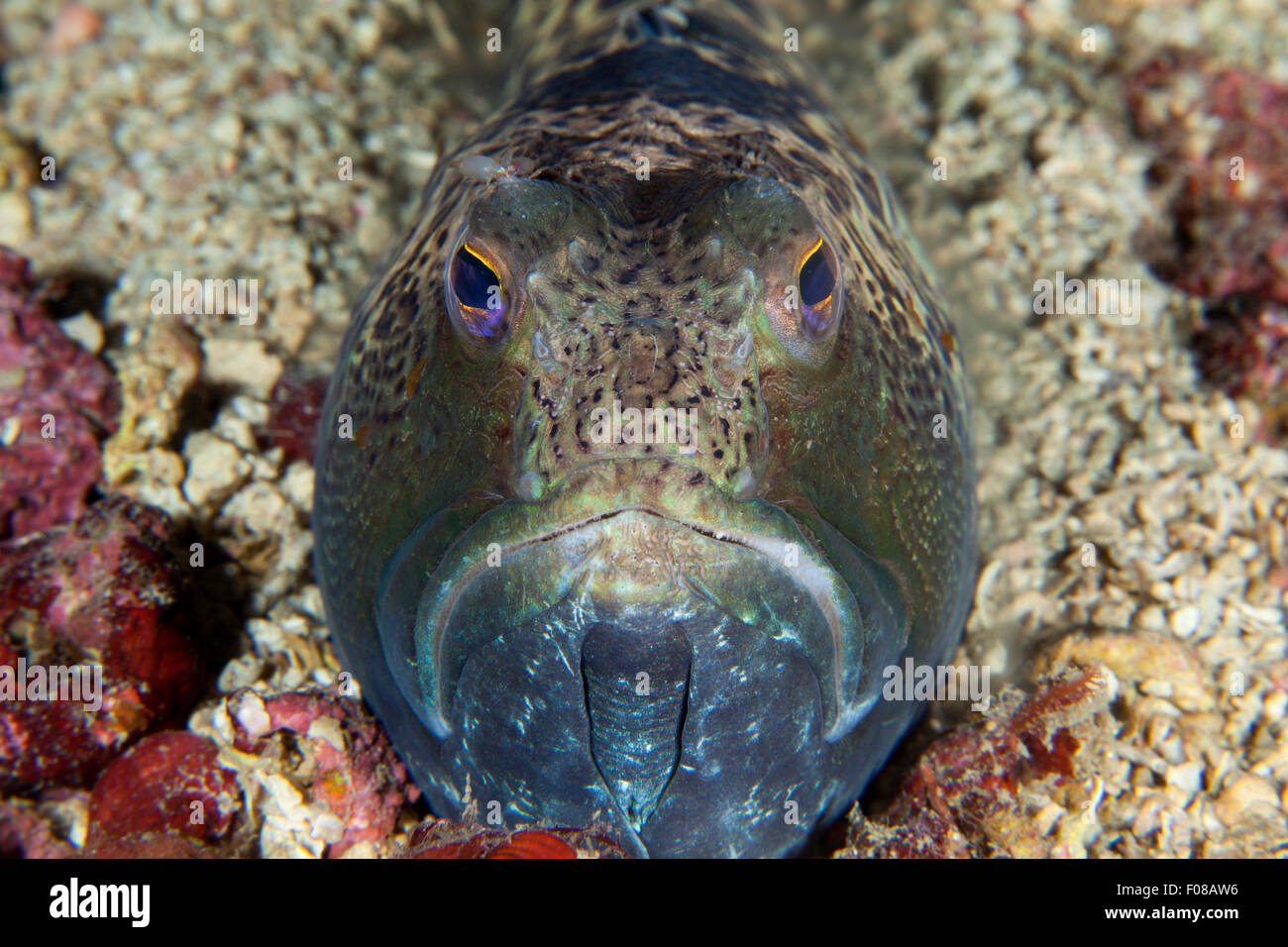 Spotted Weever, Trachinus araneus, Ponza, Italy Stock Photo - Alamy