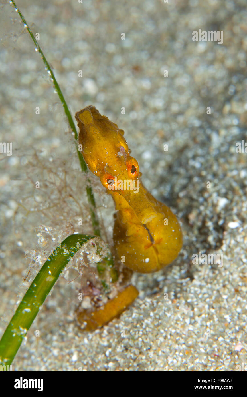 Short-snouted Seahorse, Hippocampus hippocampus, Ponza, Italy Stock ...