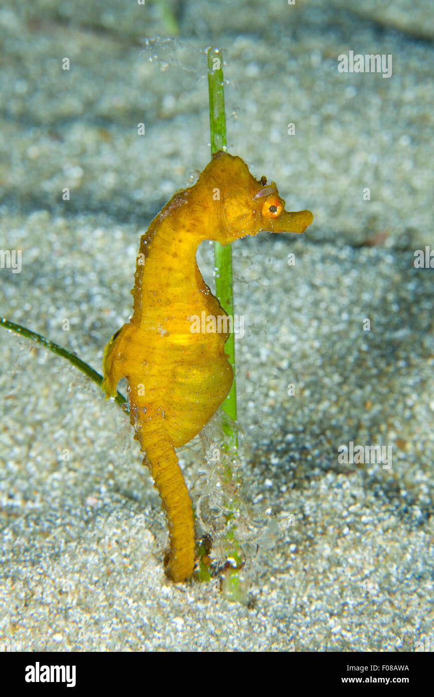 Short-snouted Seahorse, Hippocampus hippocampus, Ponza, Italy Stock ...