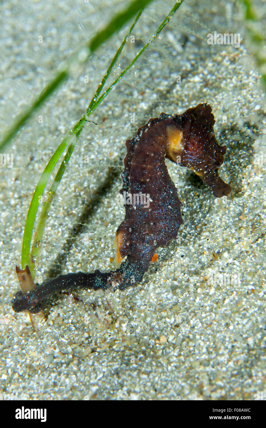 Short-snouted Seahorse, Hippocampus hippocampus, Ponza, Italy Stock ...