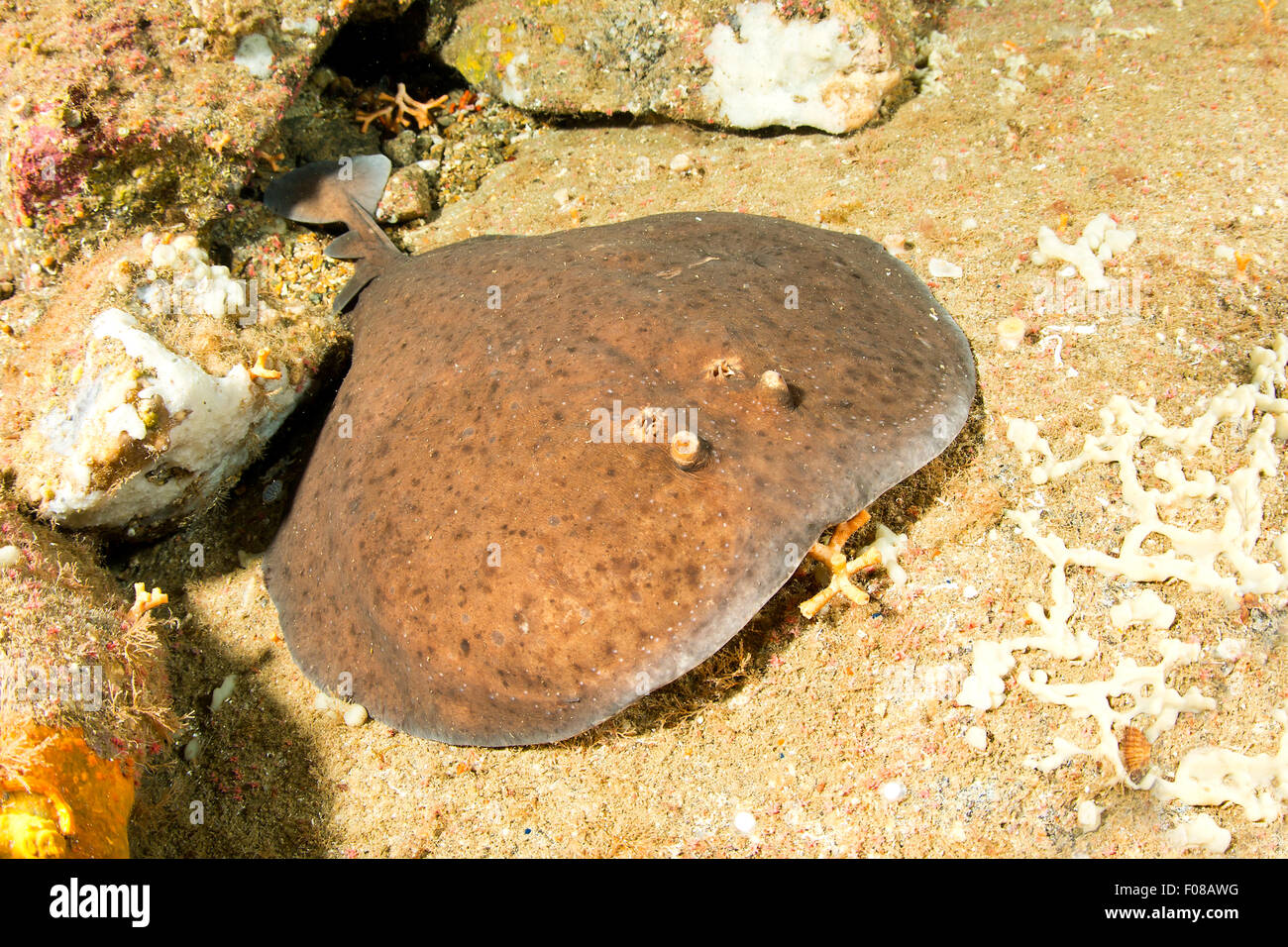 Marbled Electric Ray, Torpedo marmorata, Ponza, Italy Stock Photo - Alamy