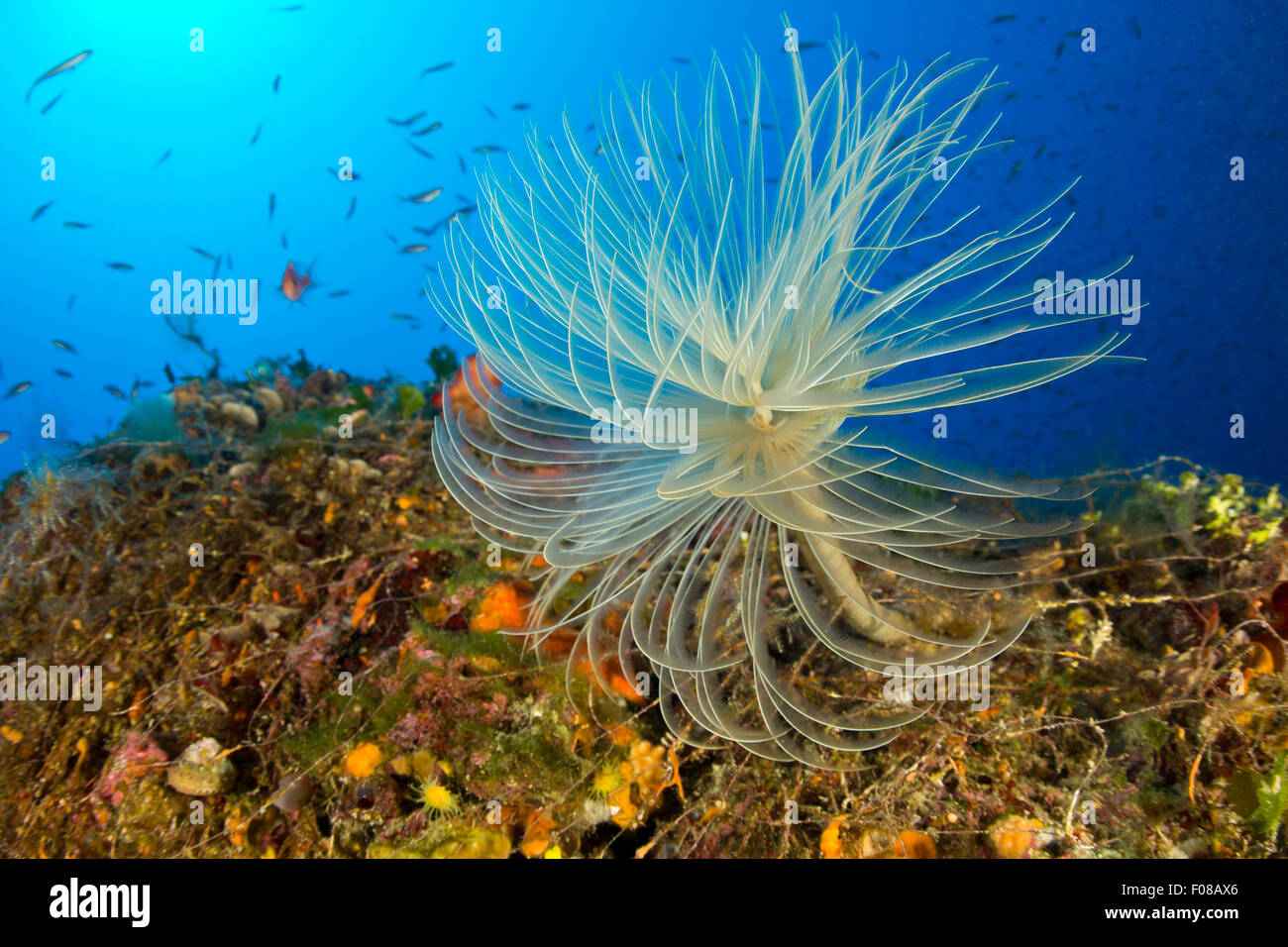 Tube Worm, Sabella spallanzanii, Ponza, Italy Stock Photo - Alamy