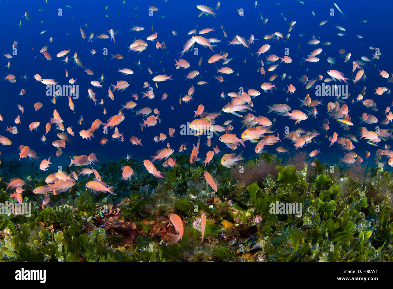 Shoal of Mediterranean Fairy Basslet, Anthias anthias, Ponza, Italy ...