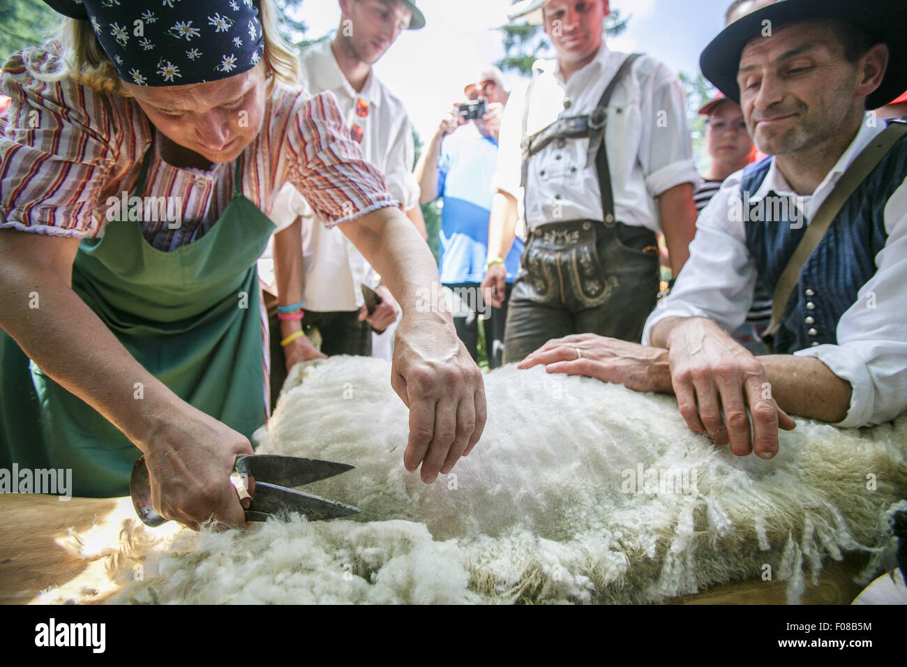 Jezersko, Slovenia. 9th Aug, 2015. A shearer shears a sheep during the ...