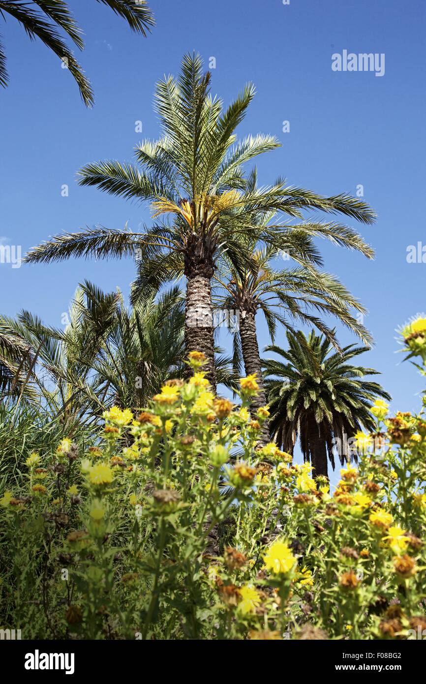 Palm tree in Botanical Garden, Barcelona, Spain Stock Photo - Alamy