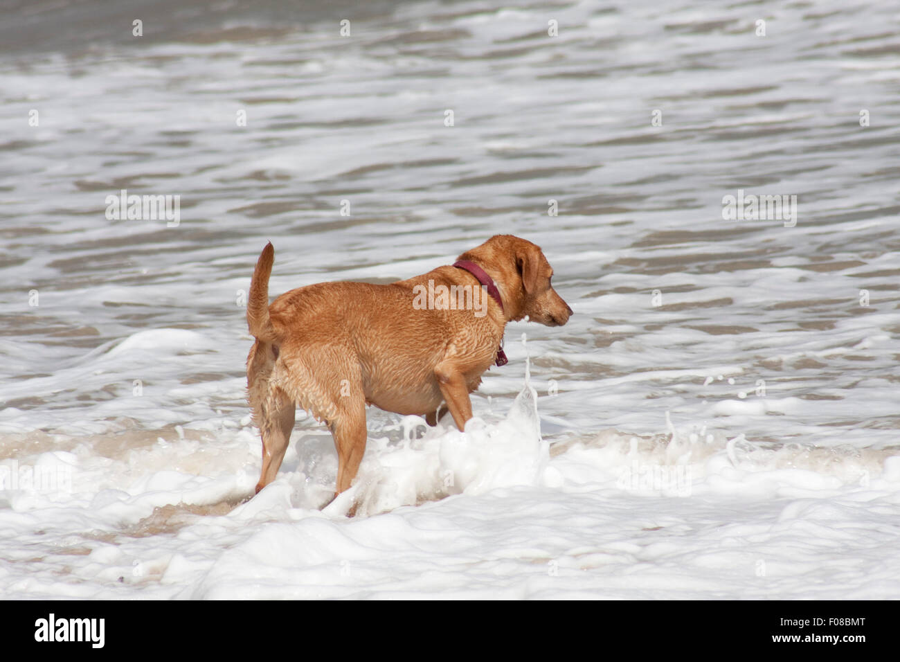 Medium sized brown dog in the East Anglian sea Stock Photo - Alamy