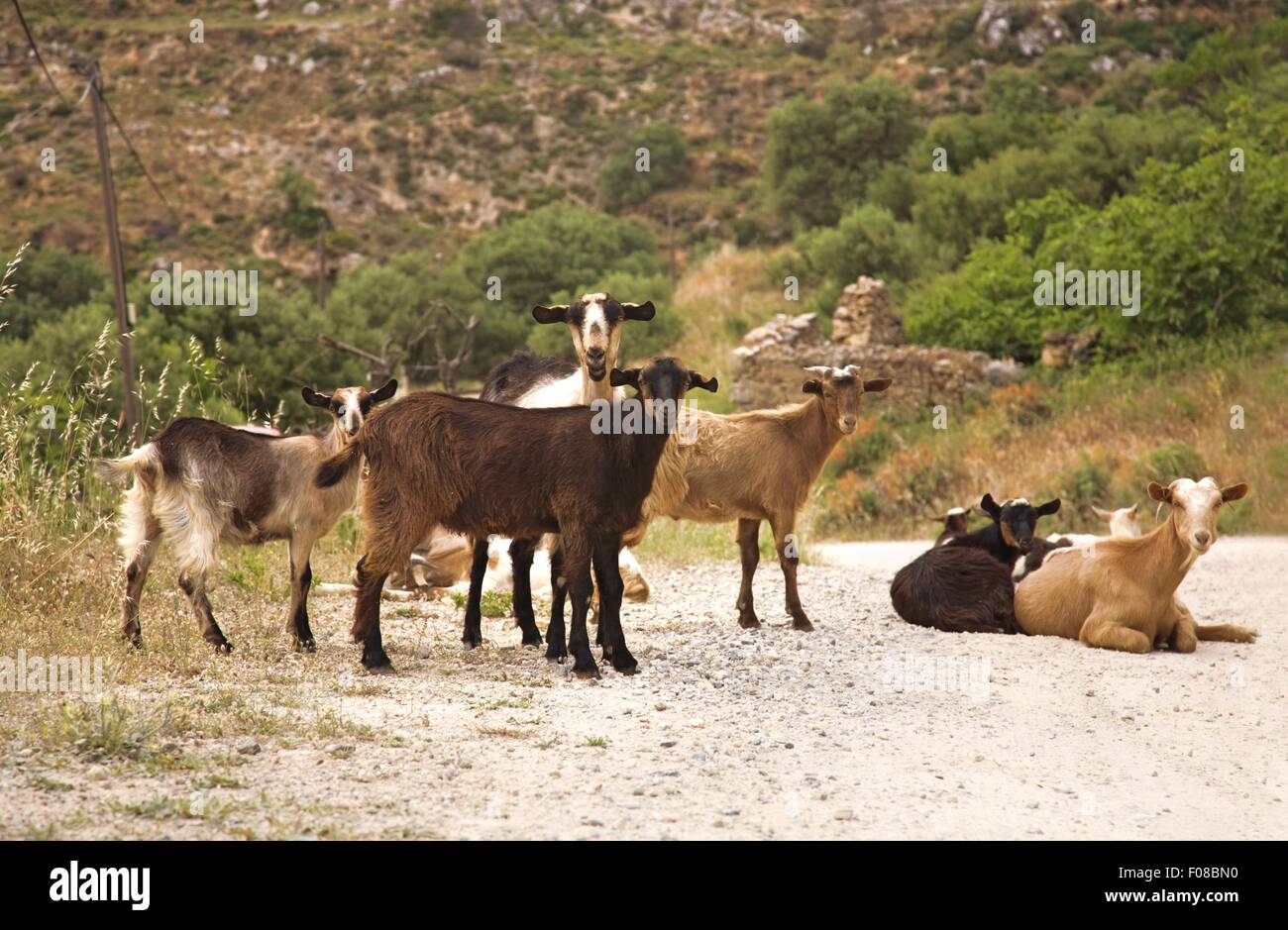 Goats on dirt track in Crete, Greece Stock Photo - Alamy