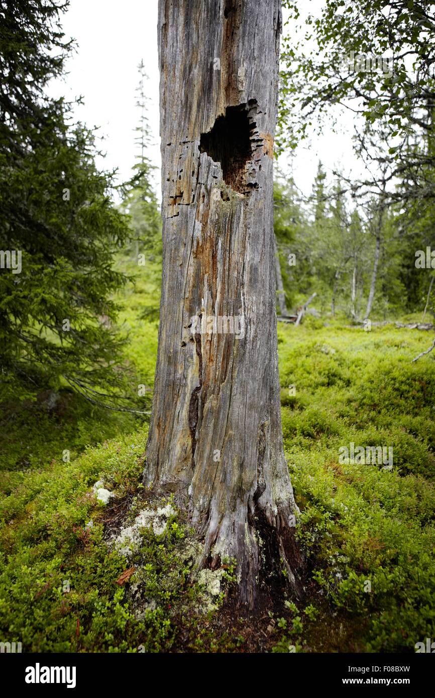 Hollow tree trunk with scratch marks of bear in forest Stock Photo - Alamy