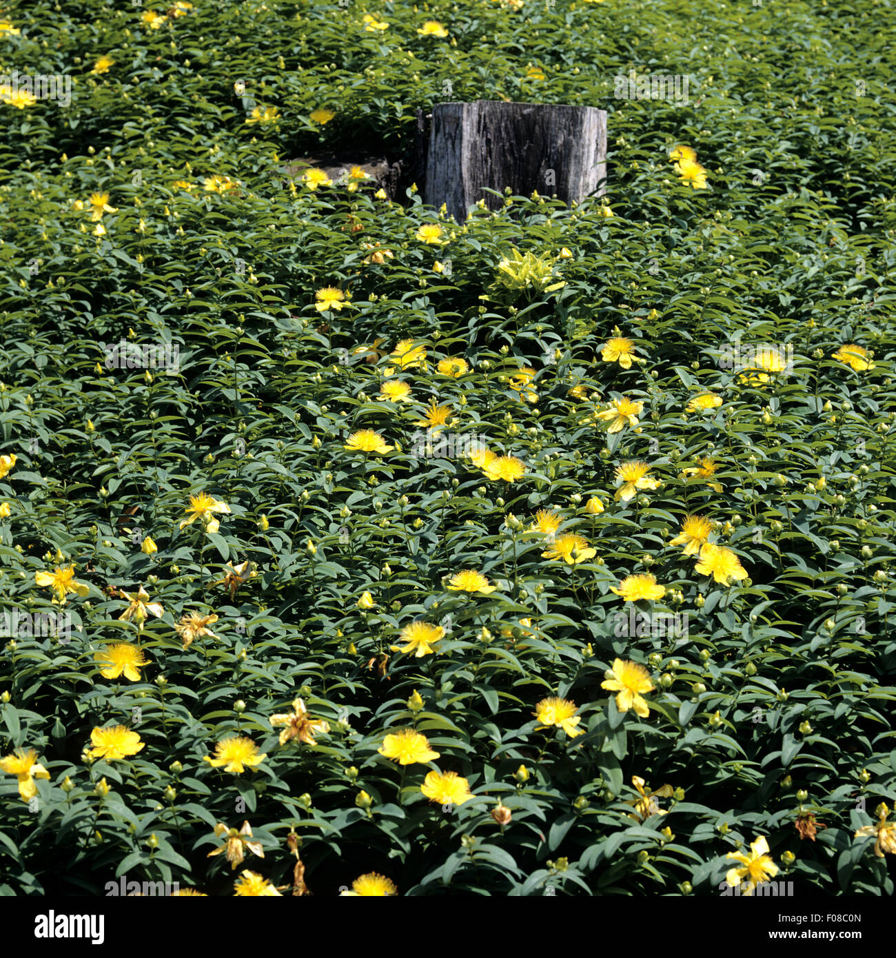 Johanniskraut, Hypericum, calycinum Stock Photo - Alamy