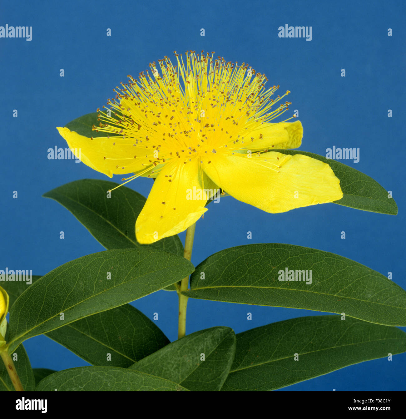 Dwarf hypericum hi-res stock photography and images - Alamy