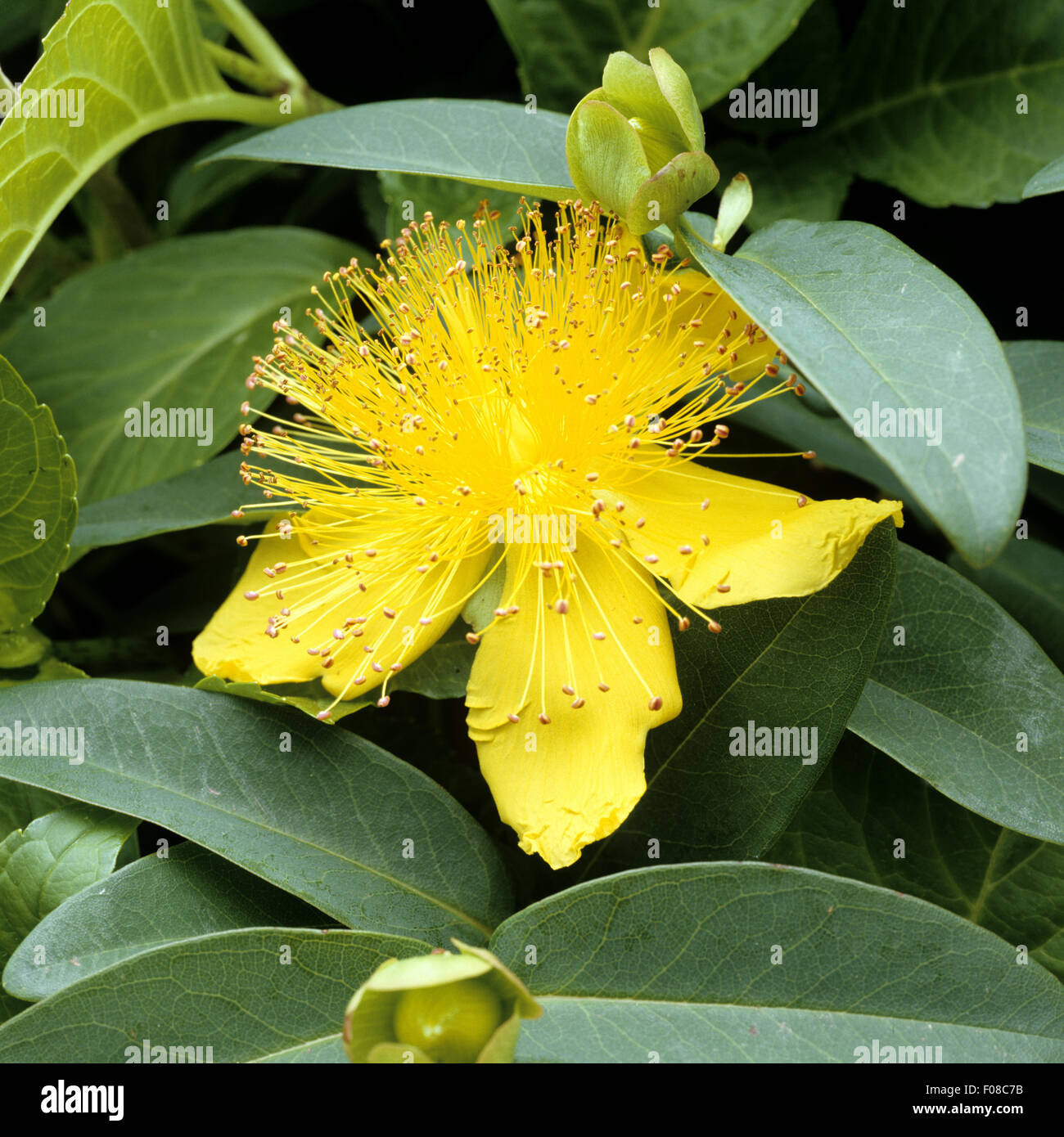 Dwarf hypericum hi-res stock photography and images - Alamy