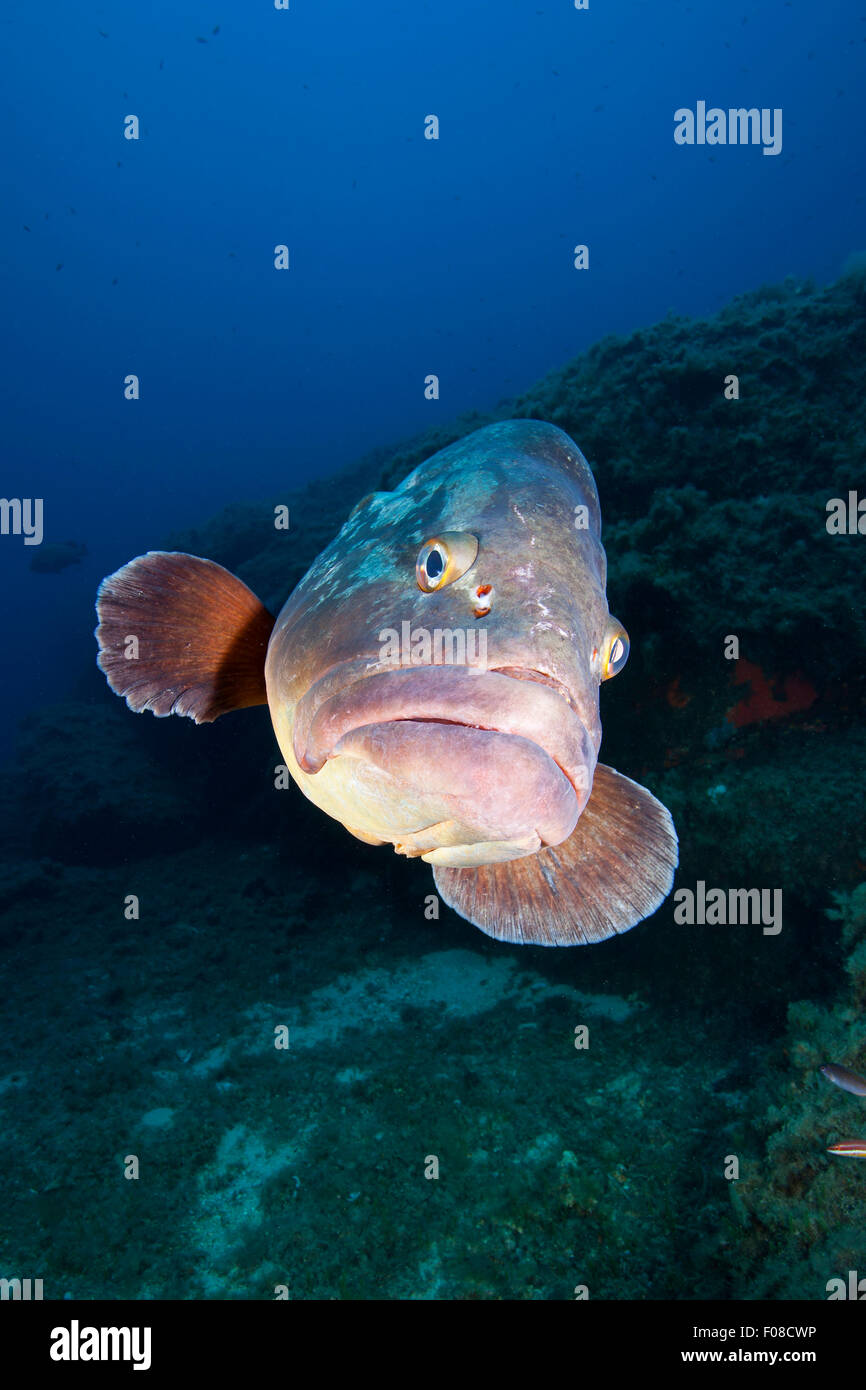 Grouper hi-res stock photography and images - Alamy