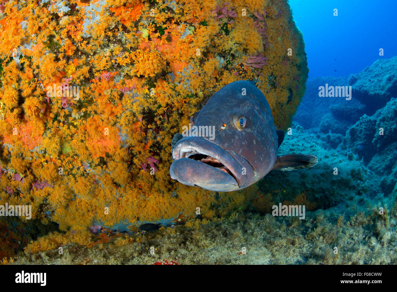Dusky Grouper, Epinephelus marginatus, Santa Teresa, Sardinia, Italy ...