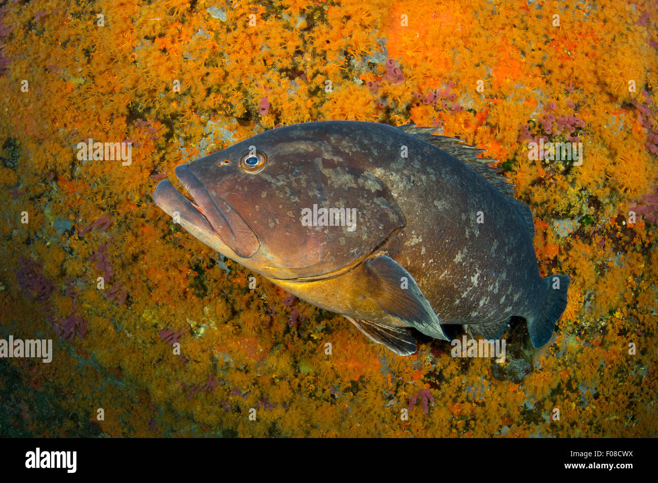 Yellow cod grouper hi-res stock photography and images - Alamy