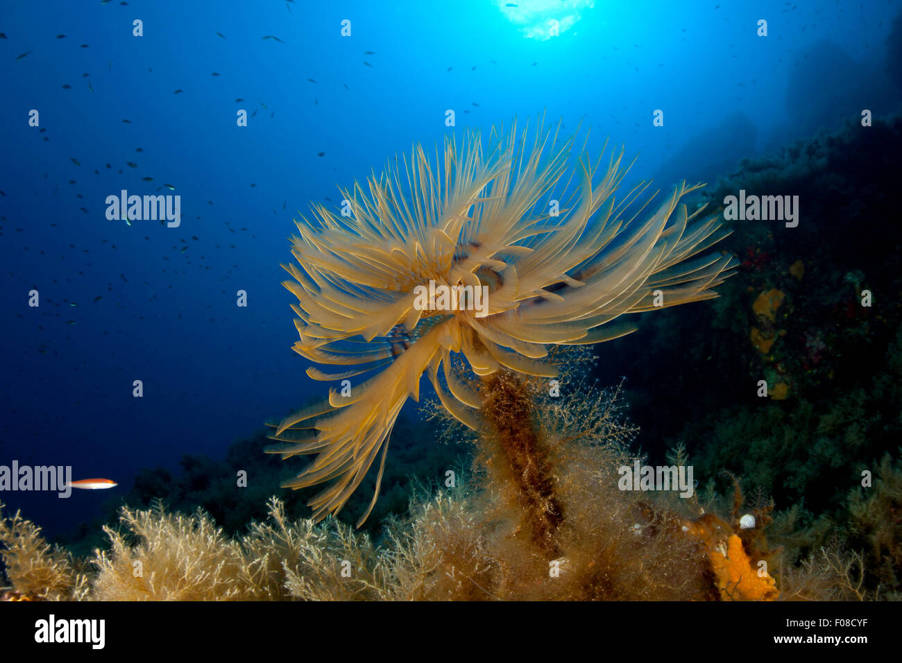 Spirograph Tube Worm, Sabella spallanzanii, Ustica, Italy Stock Photo ...