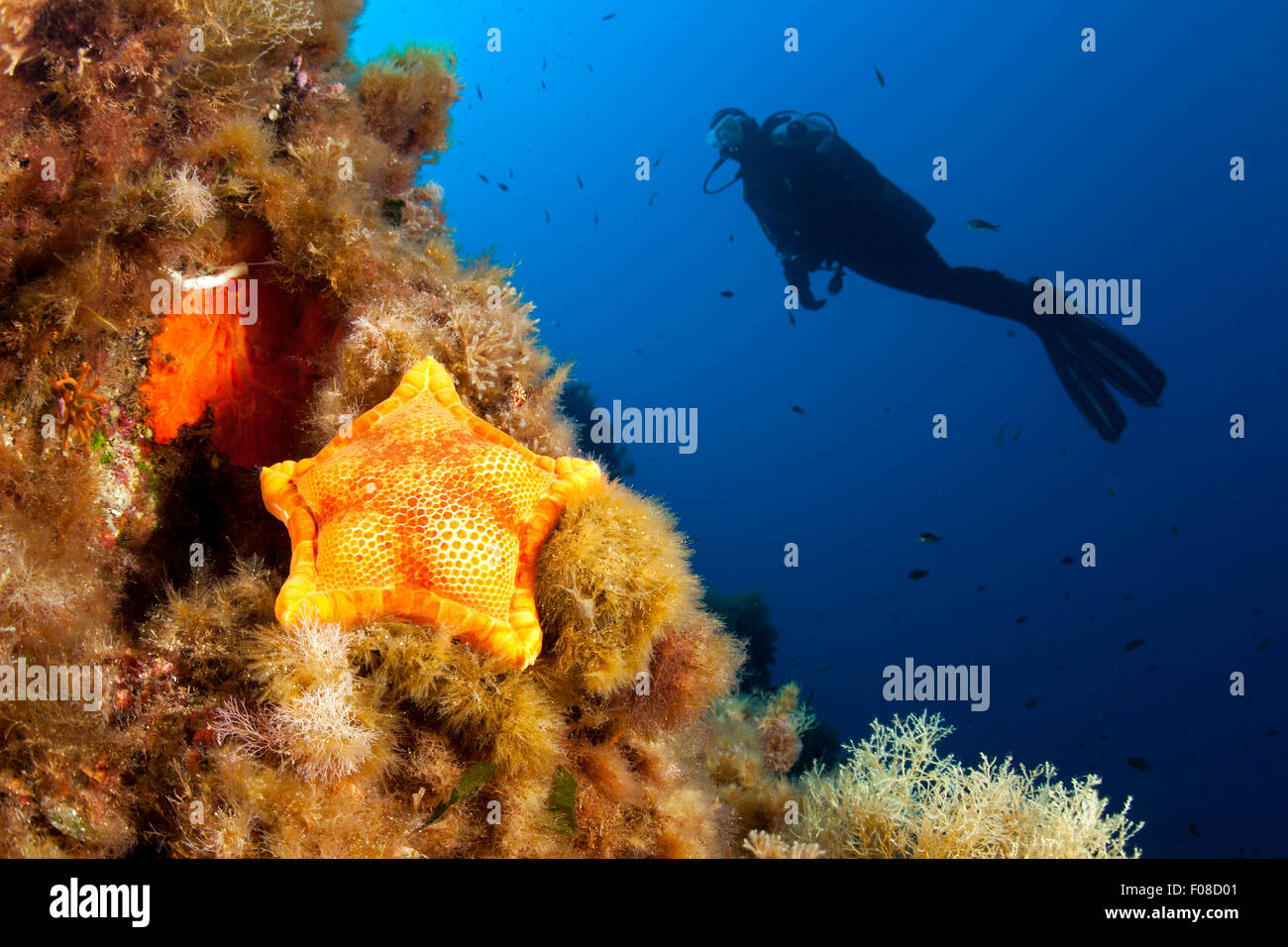 Penta Star in Coral Reef, Peltaster placenta, Ustica, Italy Stock Photo ...