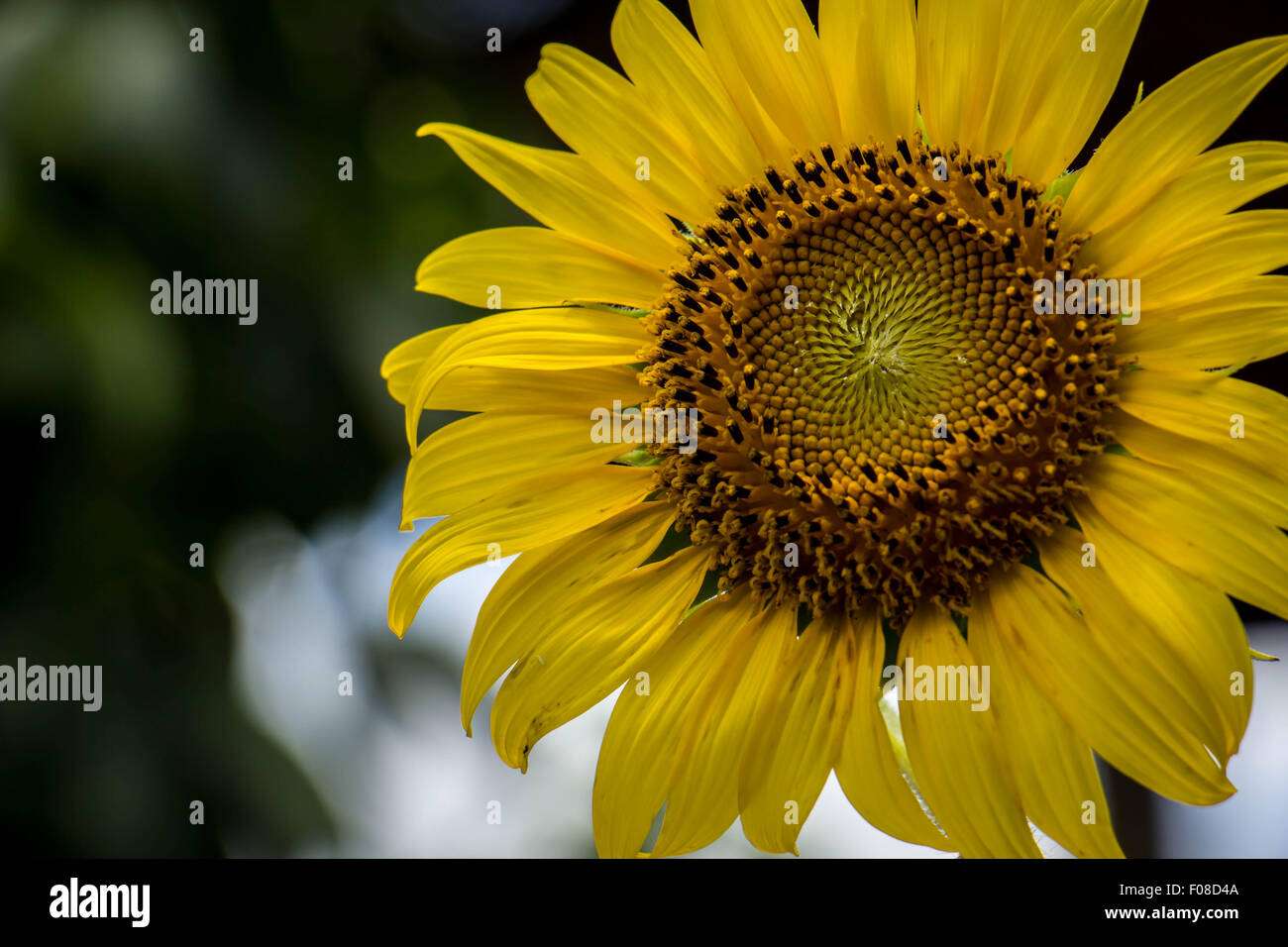 flower, sun, outdoor, closeup, blooming, meadow, clear, natural ...
