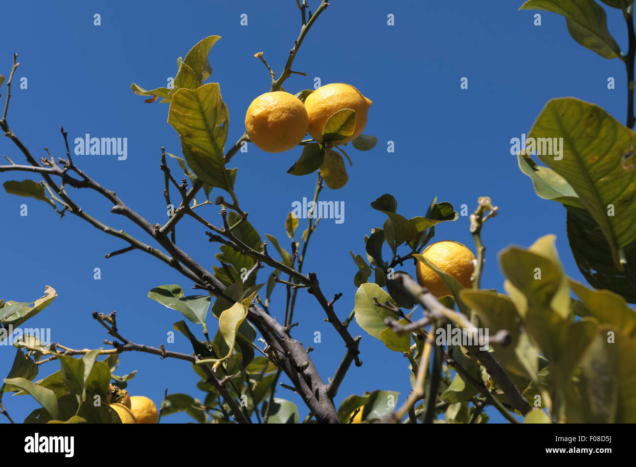 Lemon trees. Vatican Museums and Gardens, Vatican City, Rome, Italy ...
