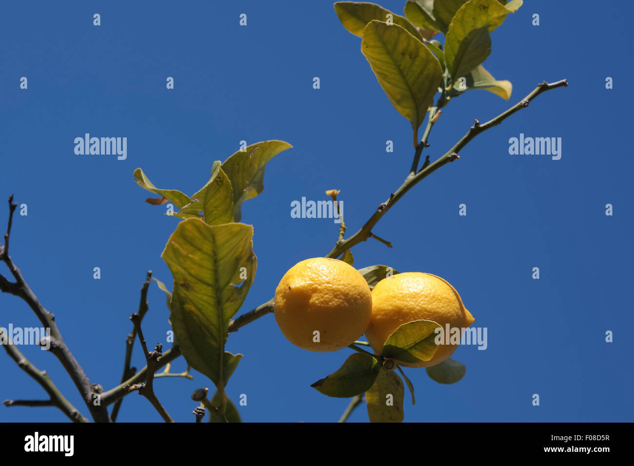 Lemon trees. Vatican Museums and Gardens, Vatican City, Rome, Italy ...