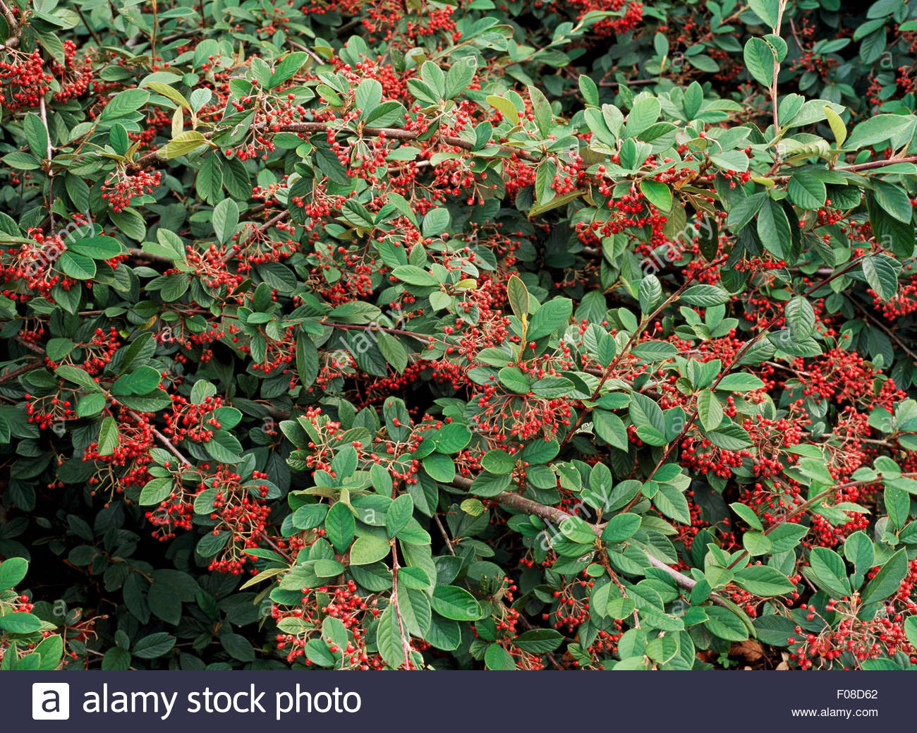 Cotoneaster Lacteus Stock Photos & Cotoneaster Lacteus Stock Images - Alamy