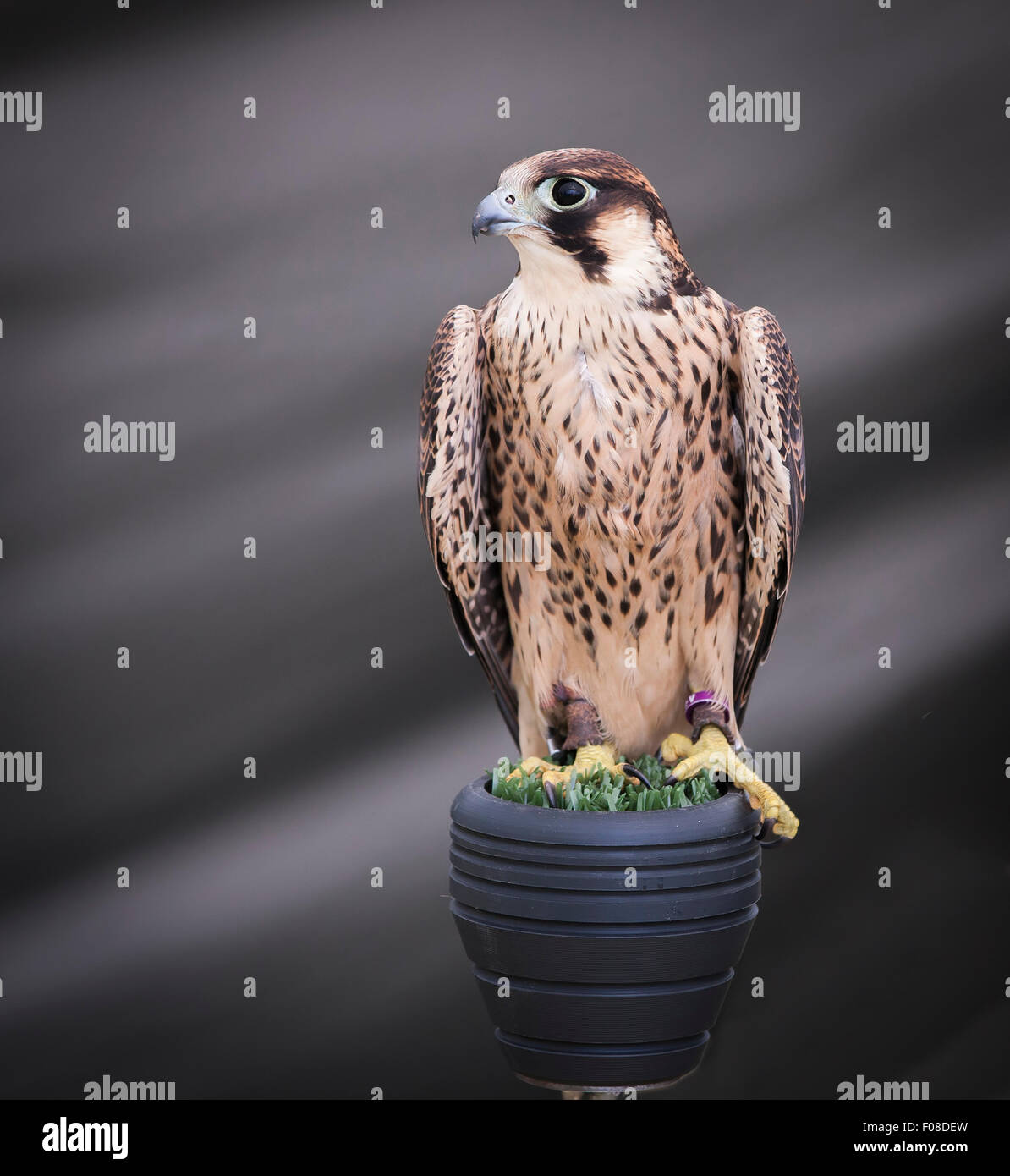 Falconidae hi-res stock photography and images - Alamy