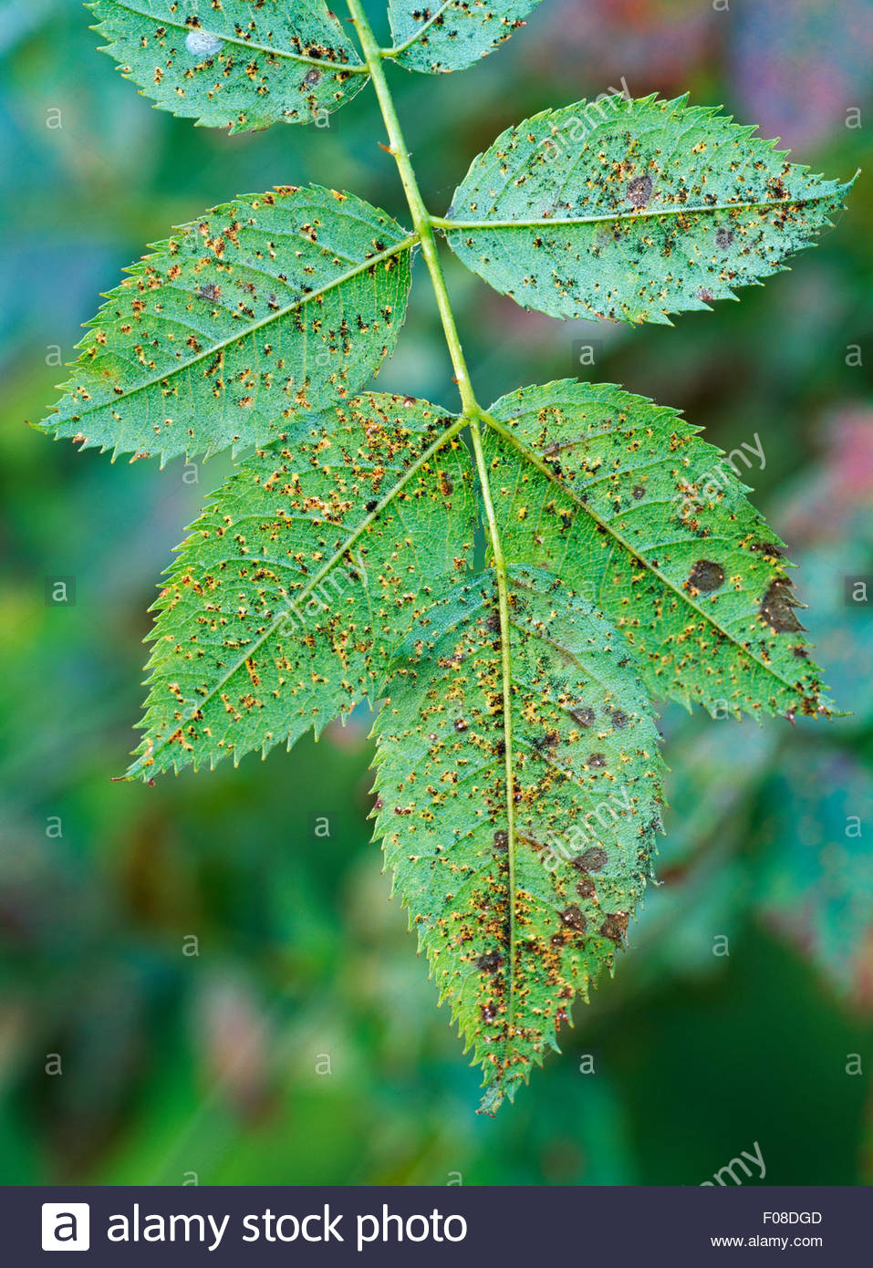 Phragmidium Stock Photos & Phragmidium Stock Images - Alamy