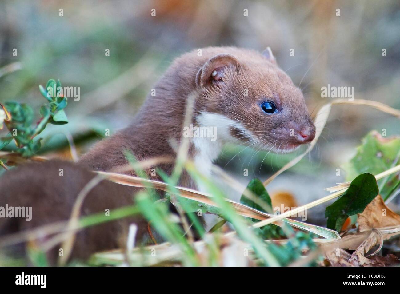 Weasel and stoat hi-res stock photography and images - Alamy