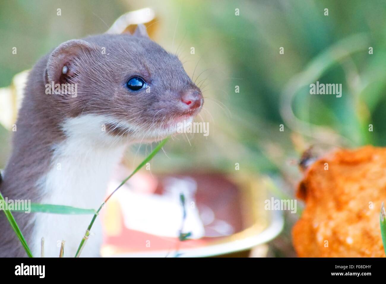 Dwarf weasel small weasel hi-res stock photography and images - Alamy