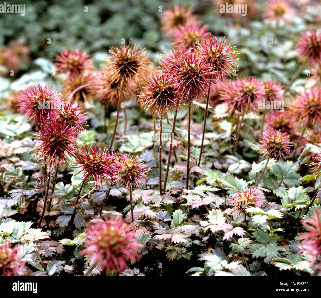 Stachelnuesschen, Acaena, microphylla Stock Photo - Alamy