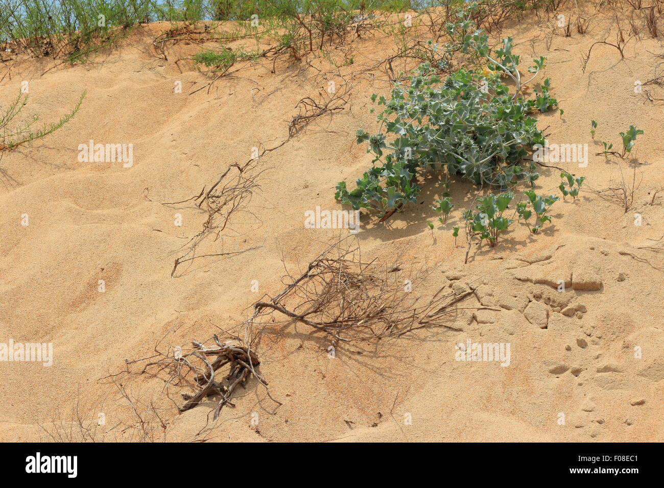 Slope of a dune Stock Photo - Alamy
