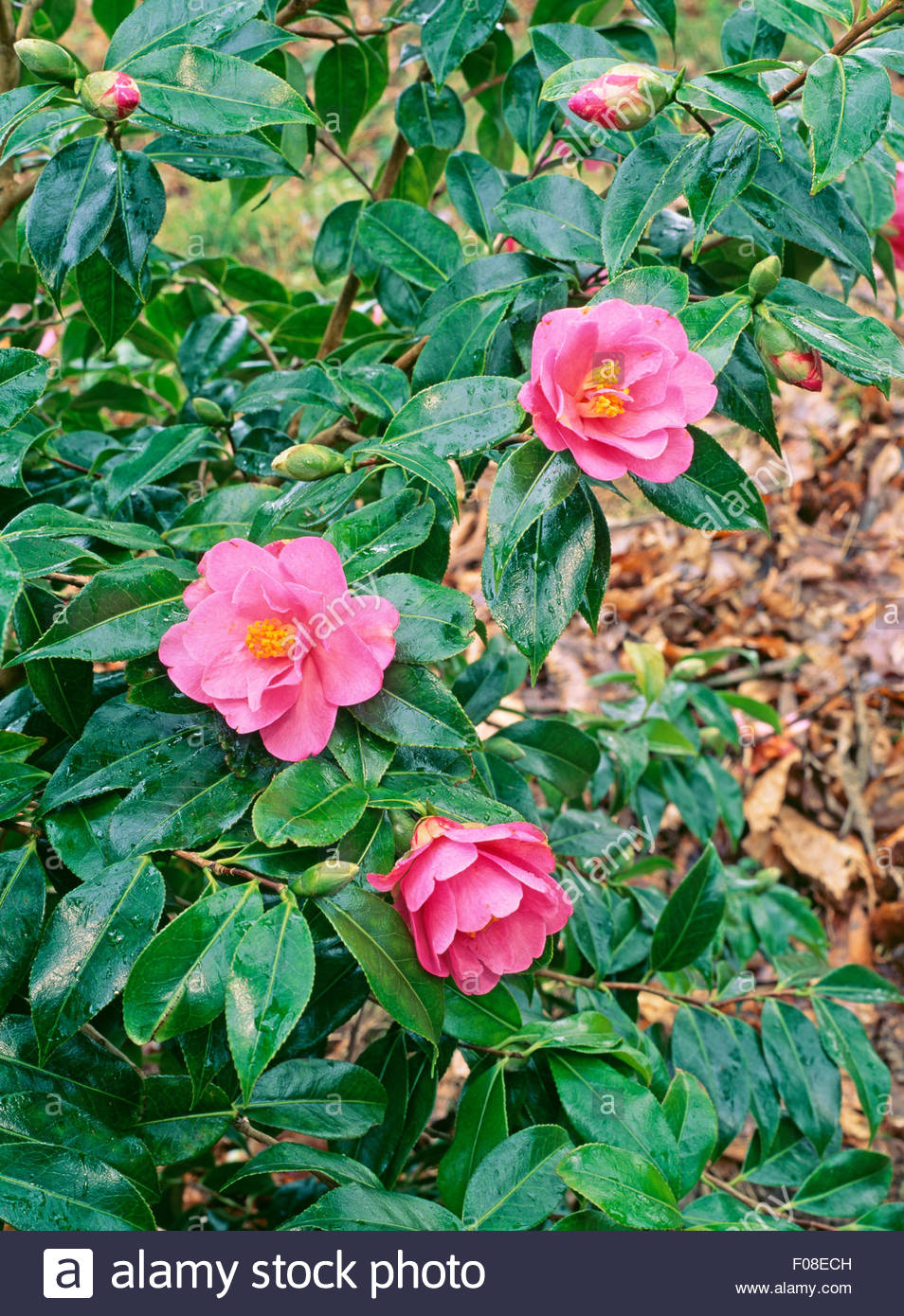 Reticulata Camellia Stock Photos & Reticulata Camellia Stock Images - Alamy