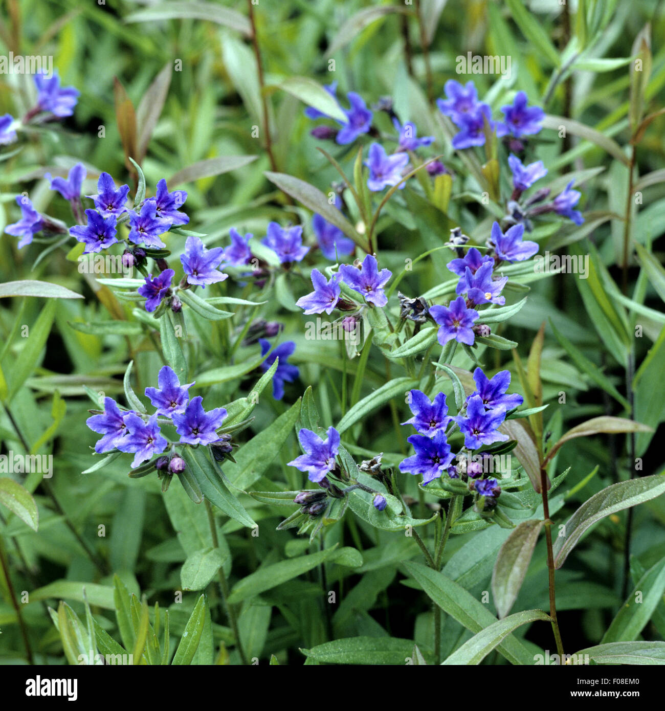 Lithospermum purpurocaeruleum hi-res stock photography and images - Alamy