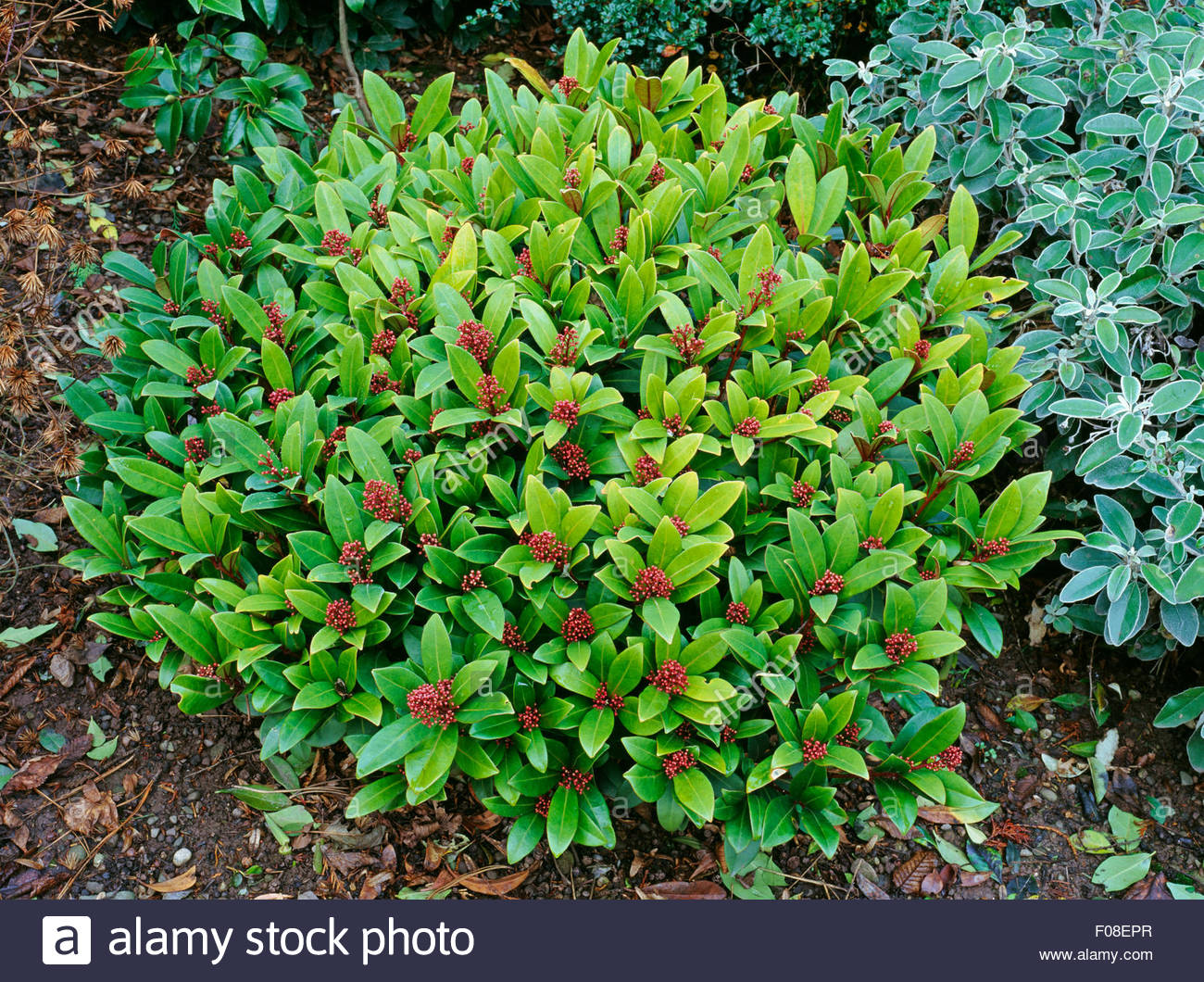 Skimmia Japonica High Resolution Stock Photography and Images - Alamy