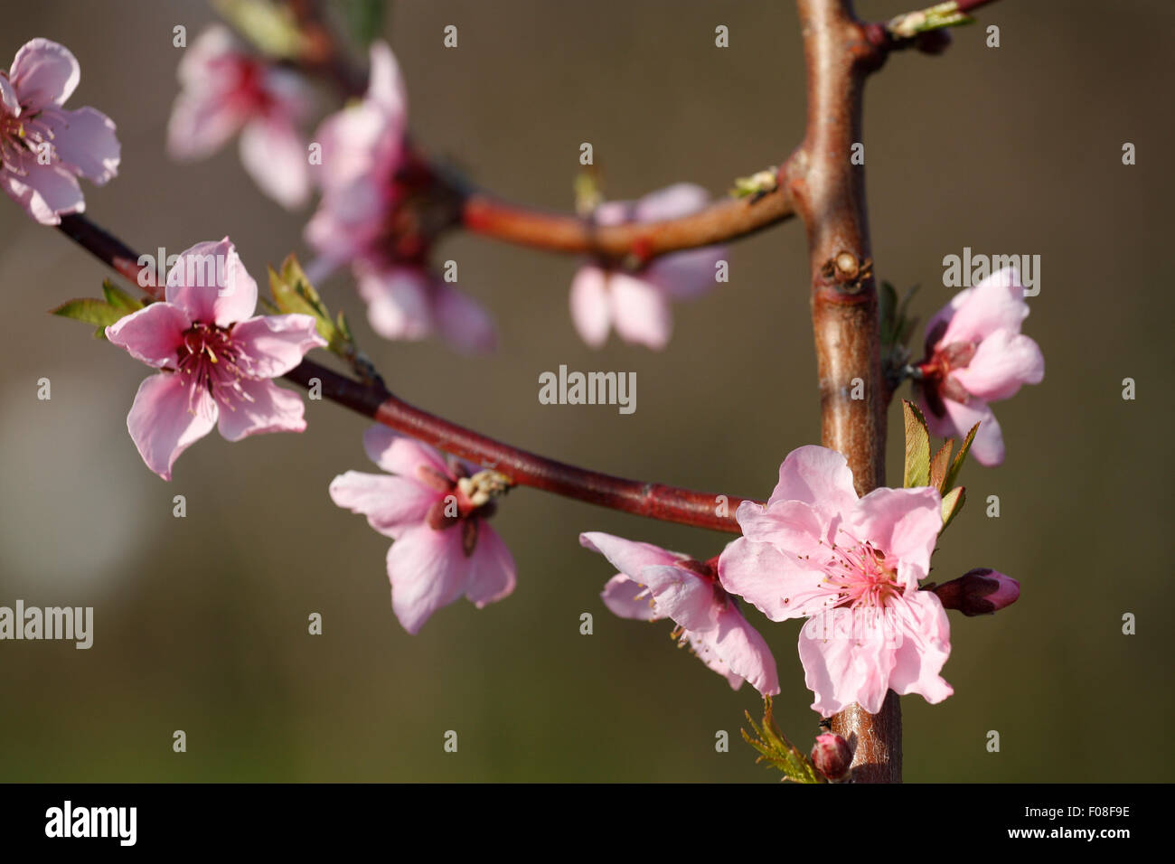 A typical pink cherry blossoms branch Stock Photo - Alamy