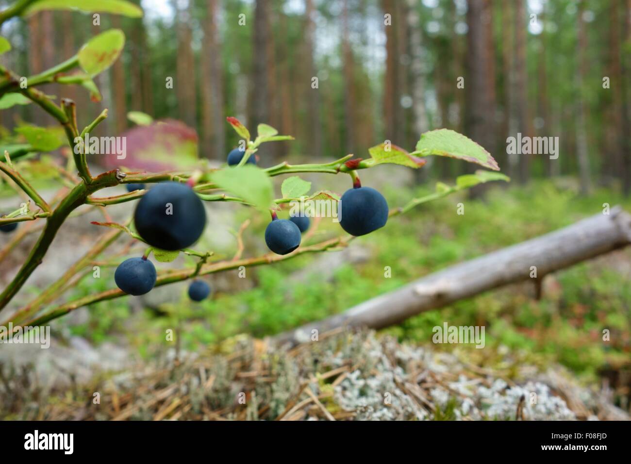 Blueberries in the forest in Finland Stock Photo - Alamy