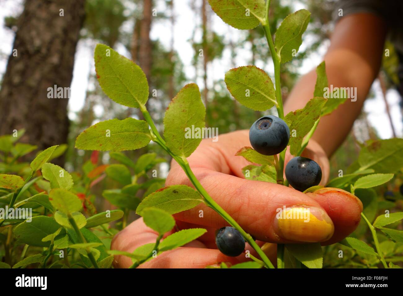 Female hand picking blueberries in the forest Stock Photo - Alamy