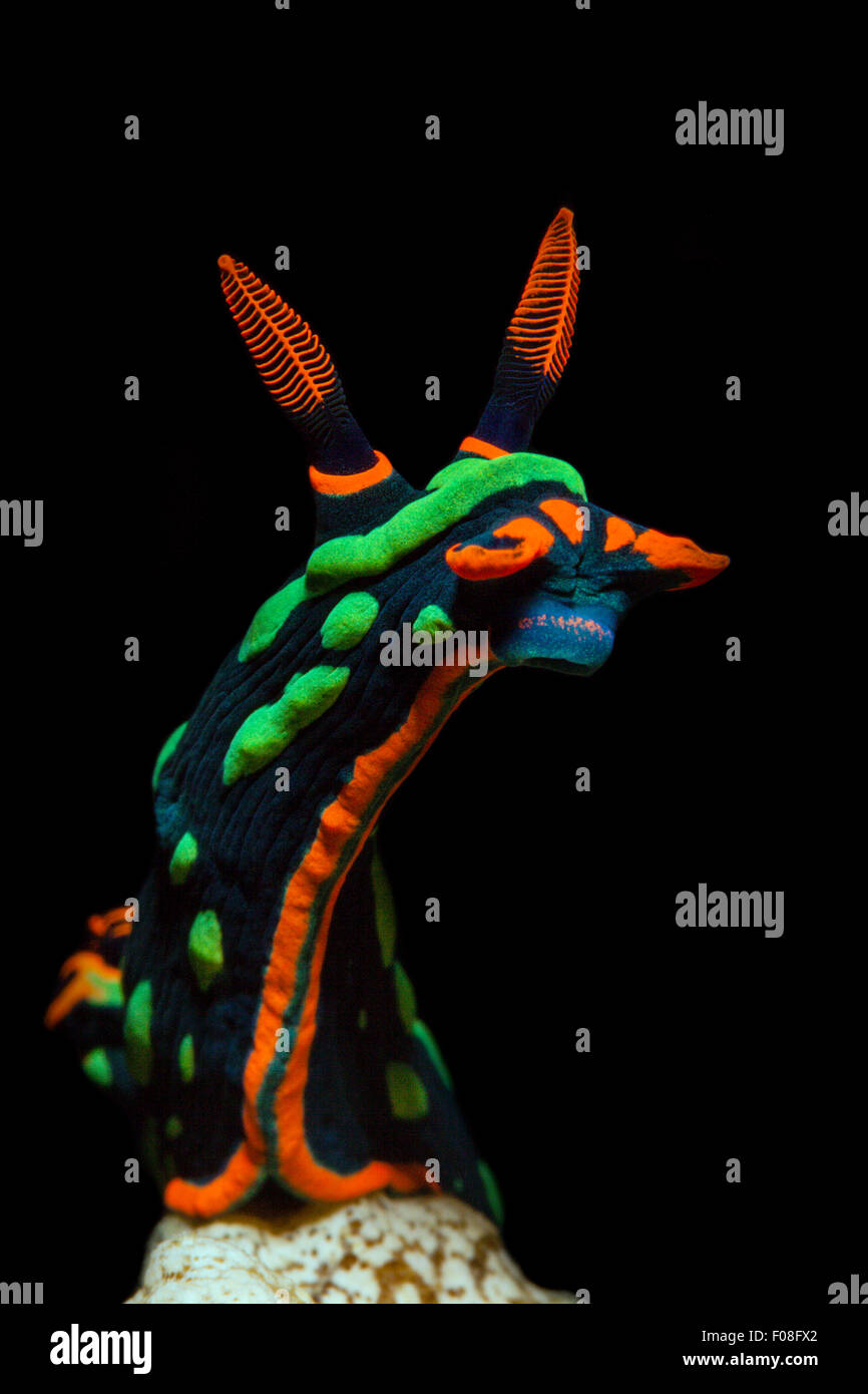 Neon Slug, Nembrotha kubaryana, Florida Islands, Solomon Islands Stock ...