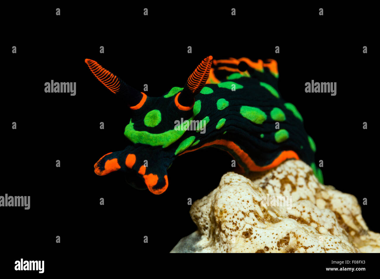 Neon Slug, Nembrotha kubaryana, Florida Islands, Solomon Islands Stock ...