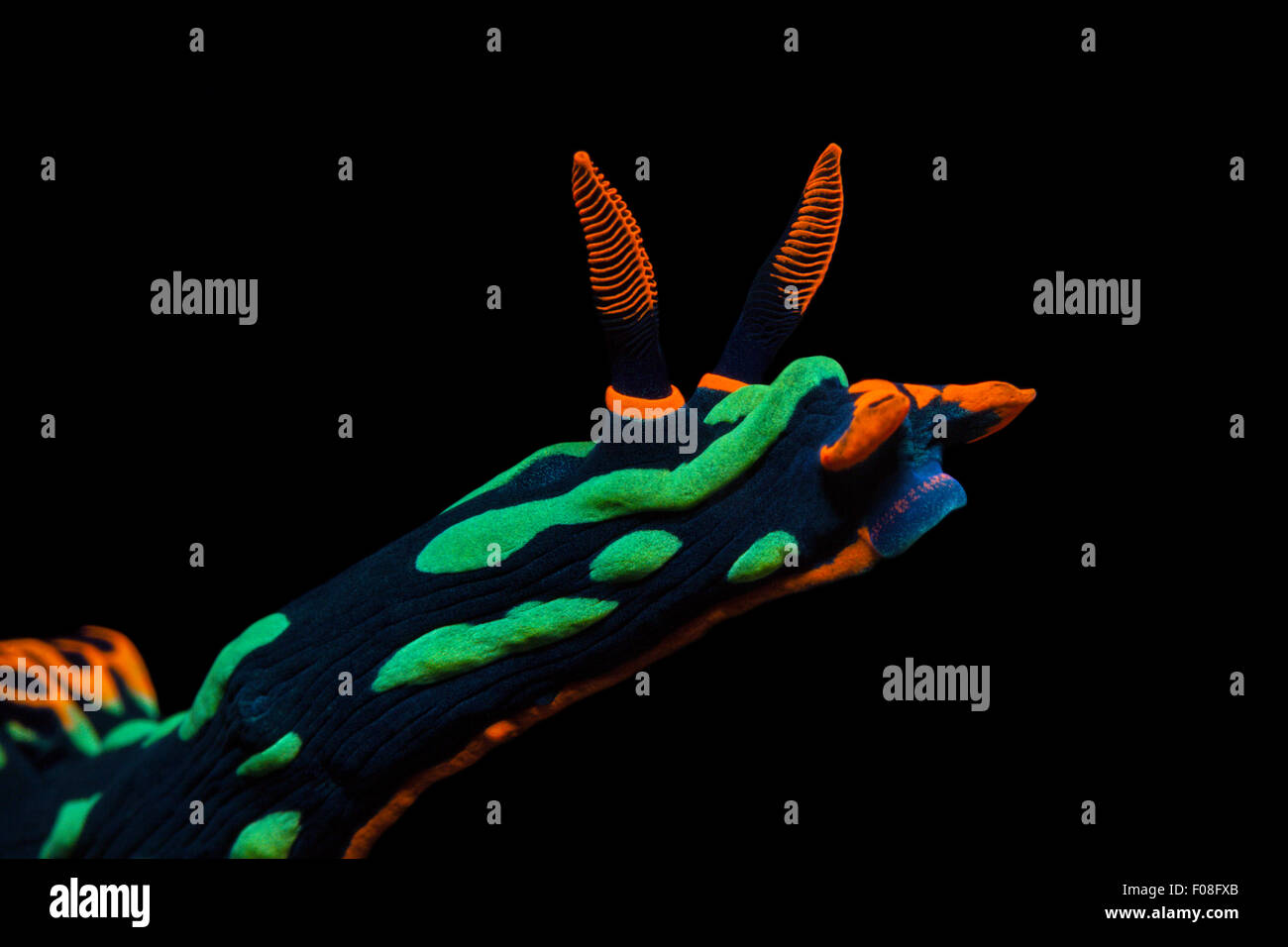 Neon Slug, Nembrotha kubaryana, Florida Islands, Solomon Islands Stock ...