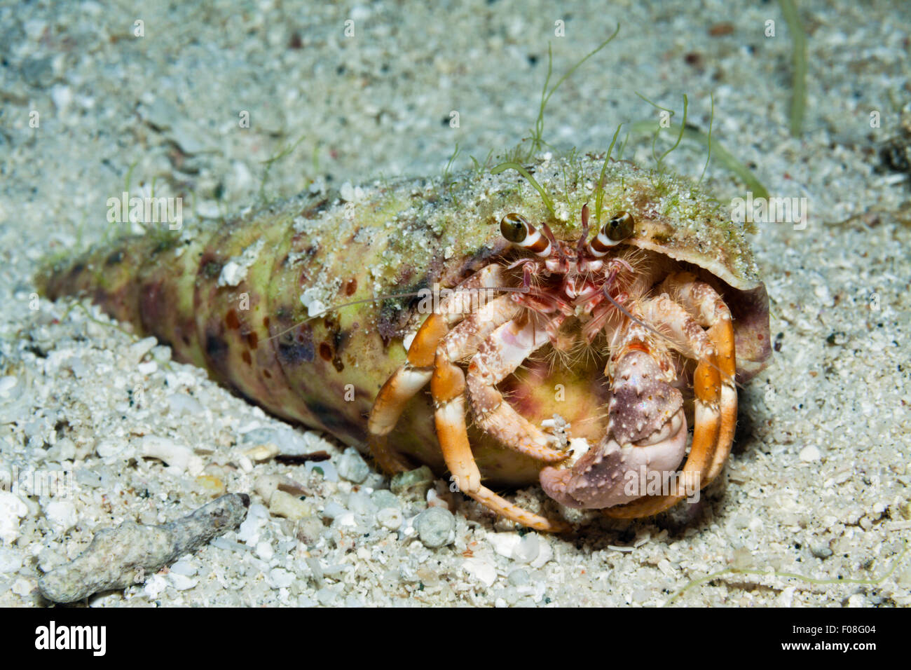 Hermit Crab, Dardanus sp., Russell Islands, Solomon Islands Stock Photo ...