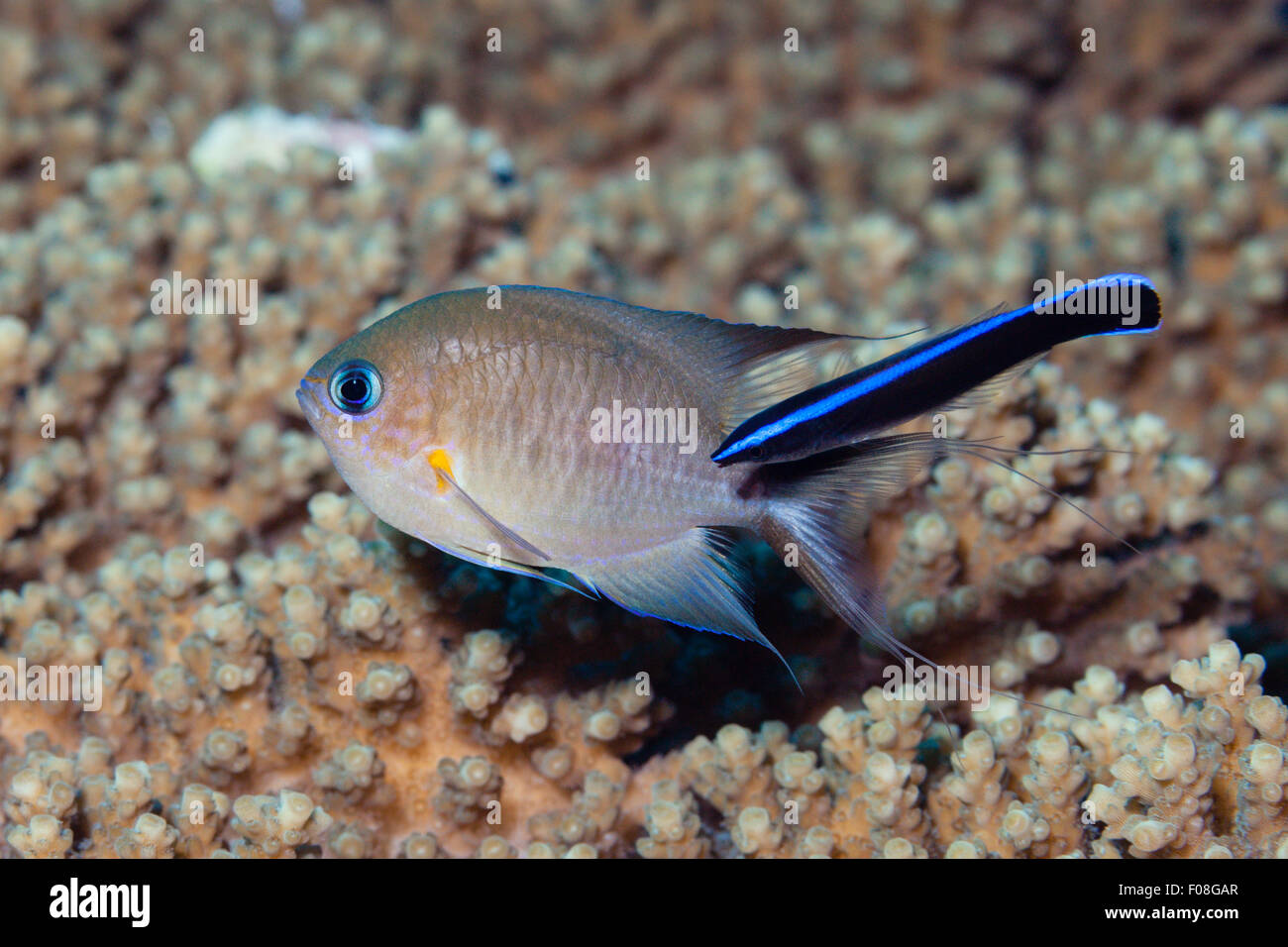 Ambon Chromis cleaned by Cleaner Wrasse, Chromis amboinensis, Labroides ...